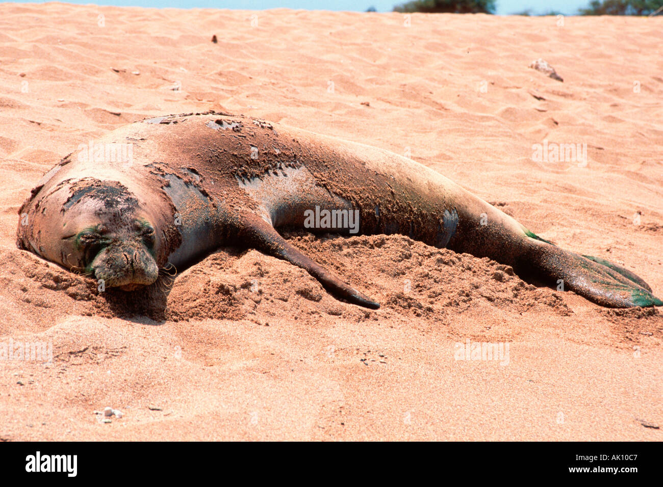 Monk seal endangered animals beach hi-res stock photography and images ...