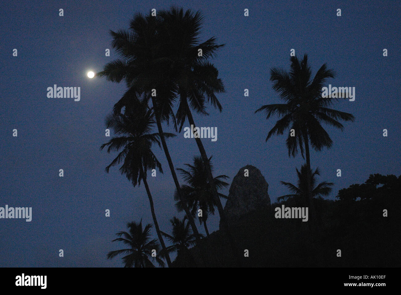 Full moon and coconut trees Fernando de Noronha national marine ...