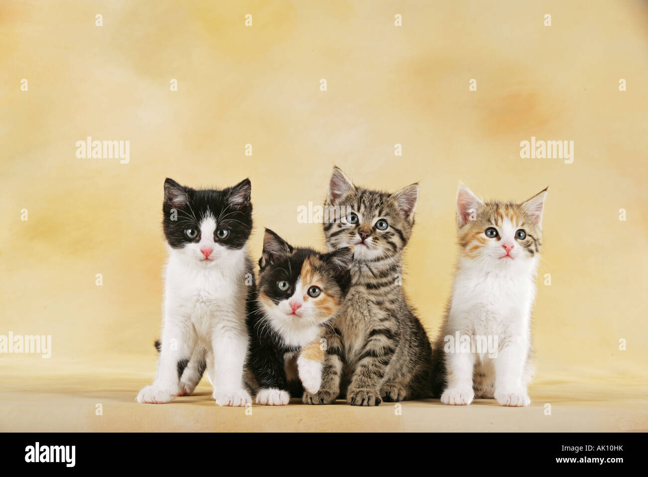 domestic cat - four kittens - sitting - cut out Stock Photo - Alamy