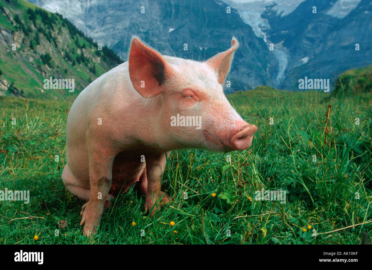 Free range domestic pig hi-res stock photography and images - Alamy