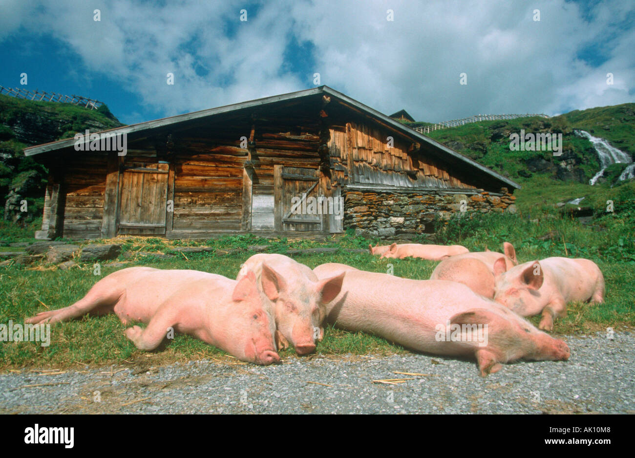 Pig farming switzerland hi-res stock photography and images - Alamy