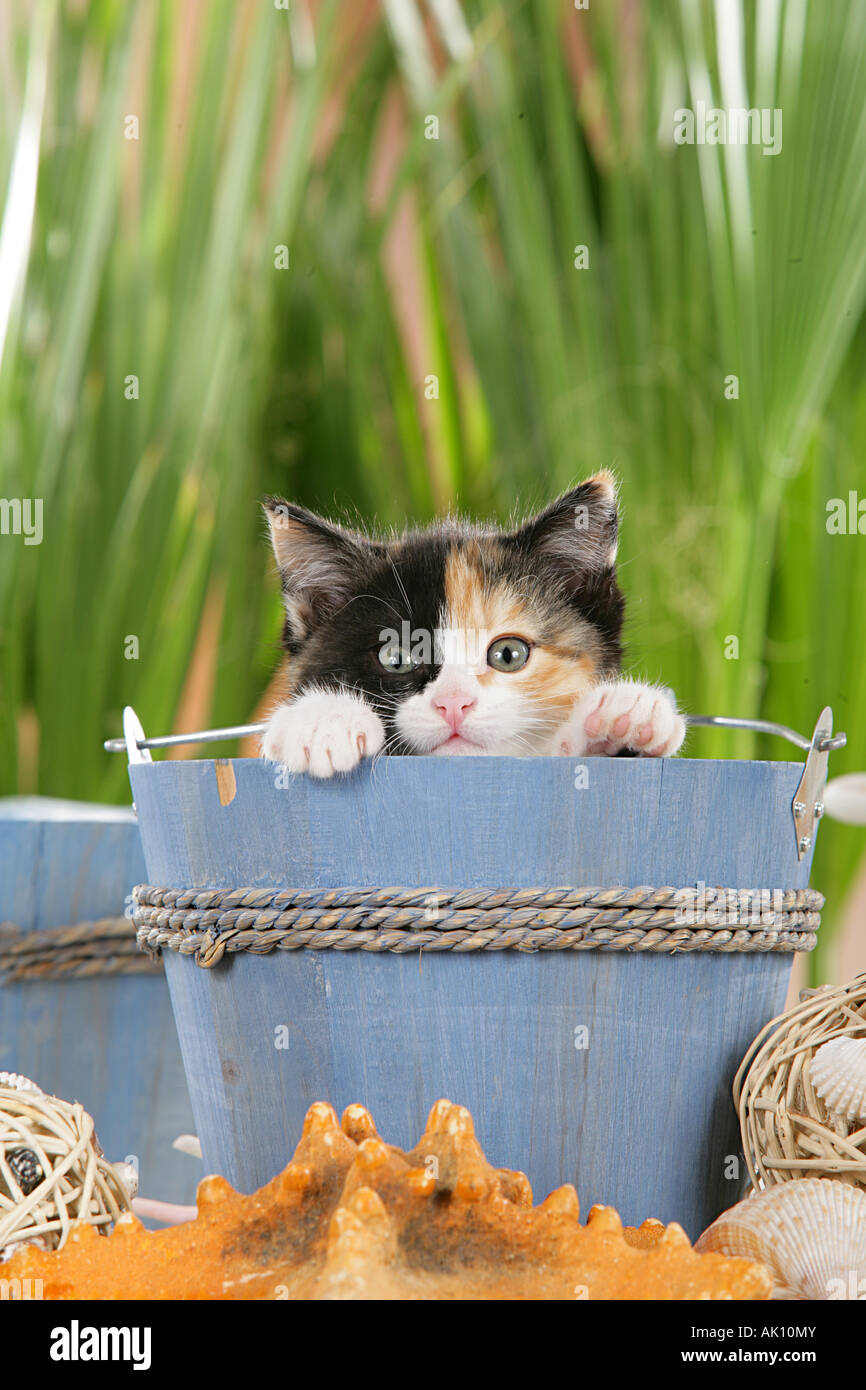 domestic cat - kitten in tub Stock Photo - Alamy