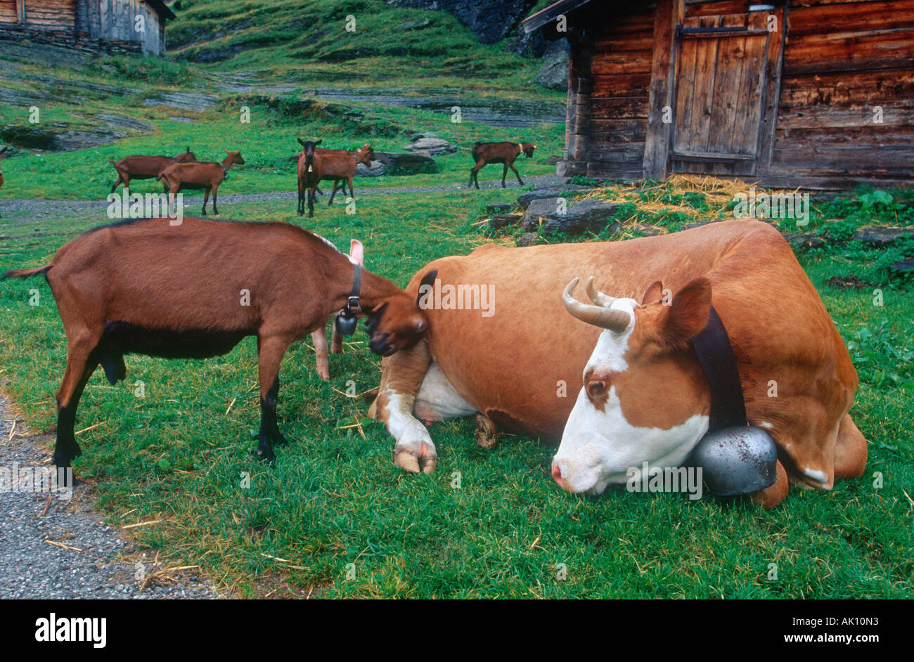 Goat standing on cow hi-res stock photography and images - Alamy
