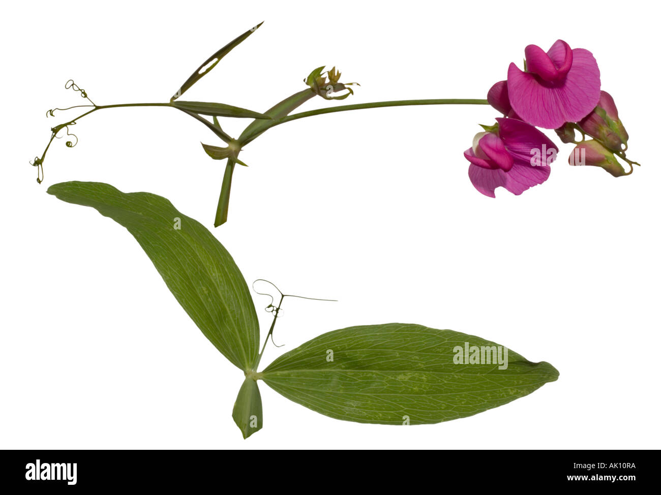 Sweet Pea. Flower cluster on vine leaf Surrey England Stock Photo - Alamy