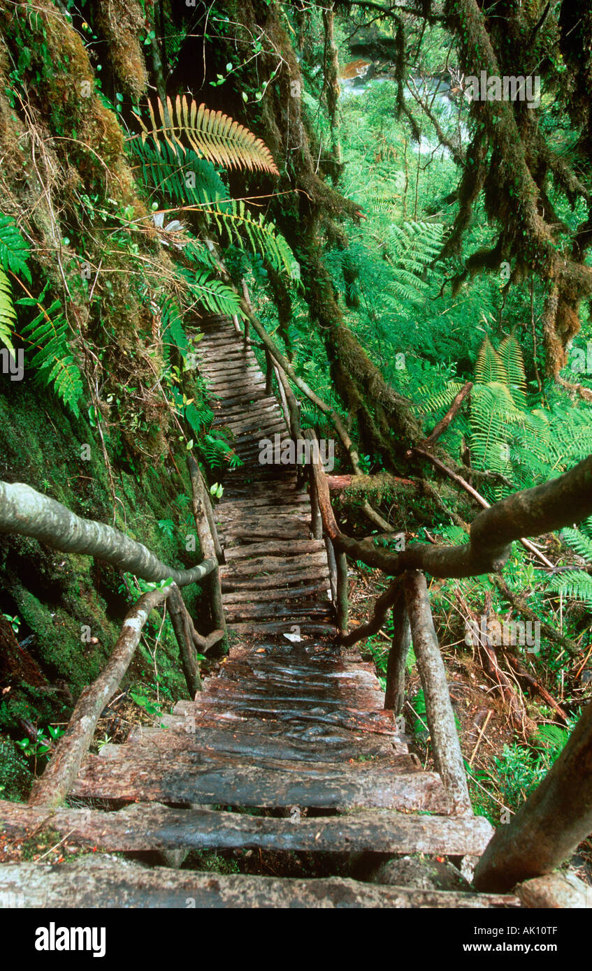 Forest path and bridge Stock Photo - Alamy