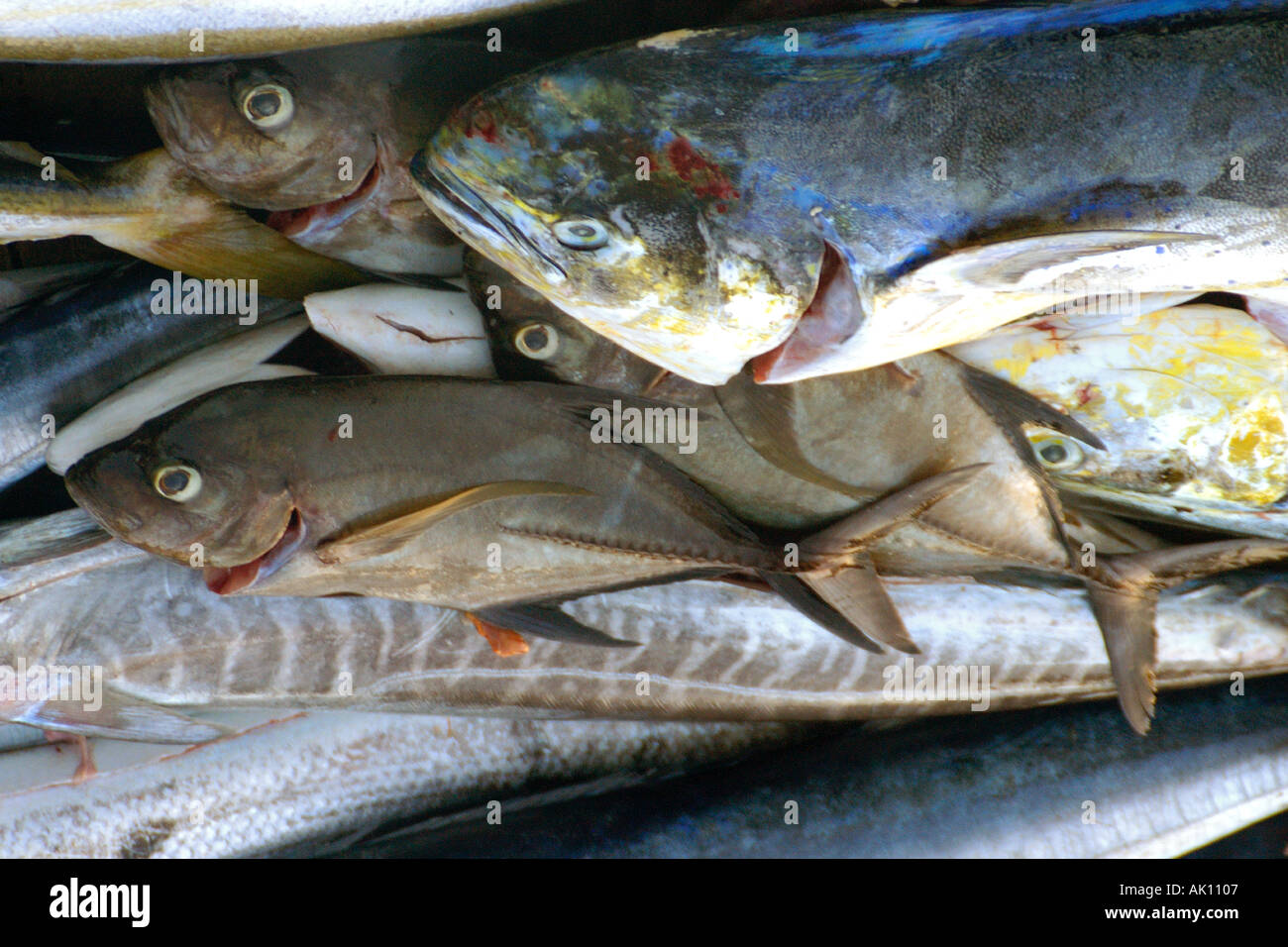 Fresh fish at the harbour Fernando de Noronha Pernambuco Brazil S ...