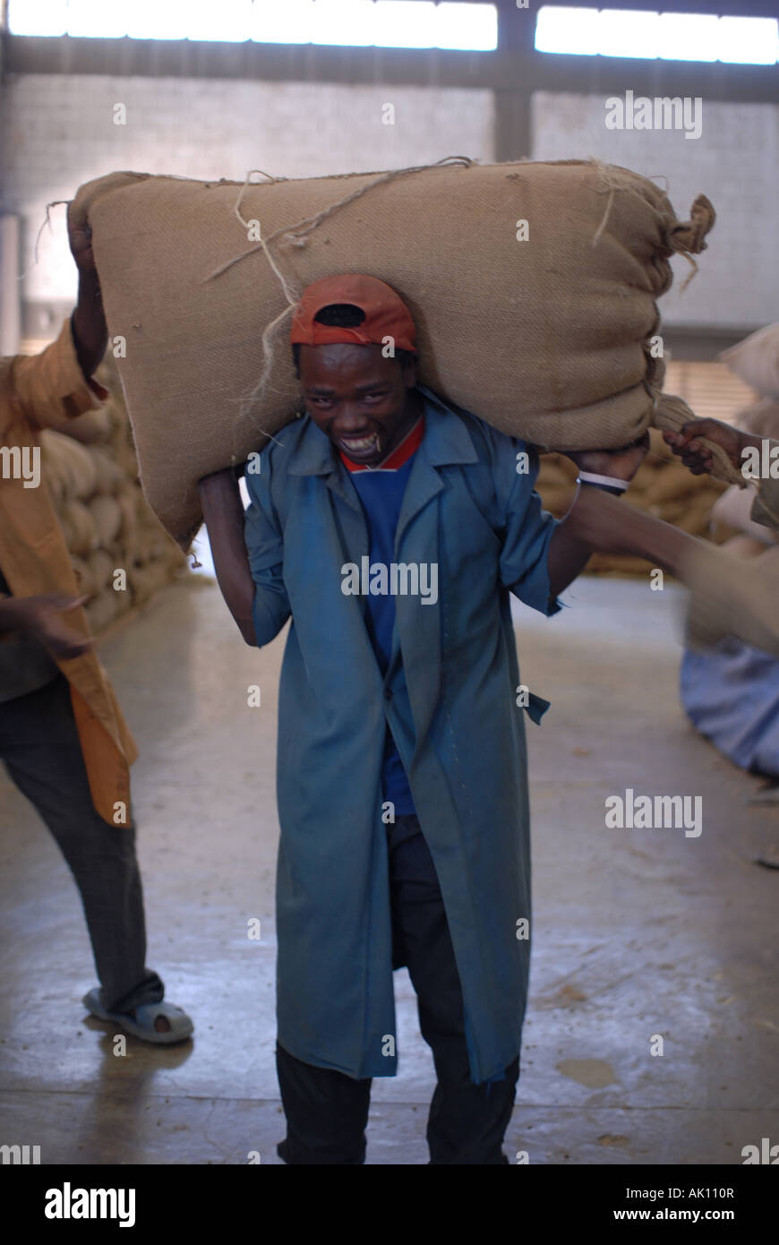 A coffee handler carrying a coffee sack at the Central warehouse, Addis ...