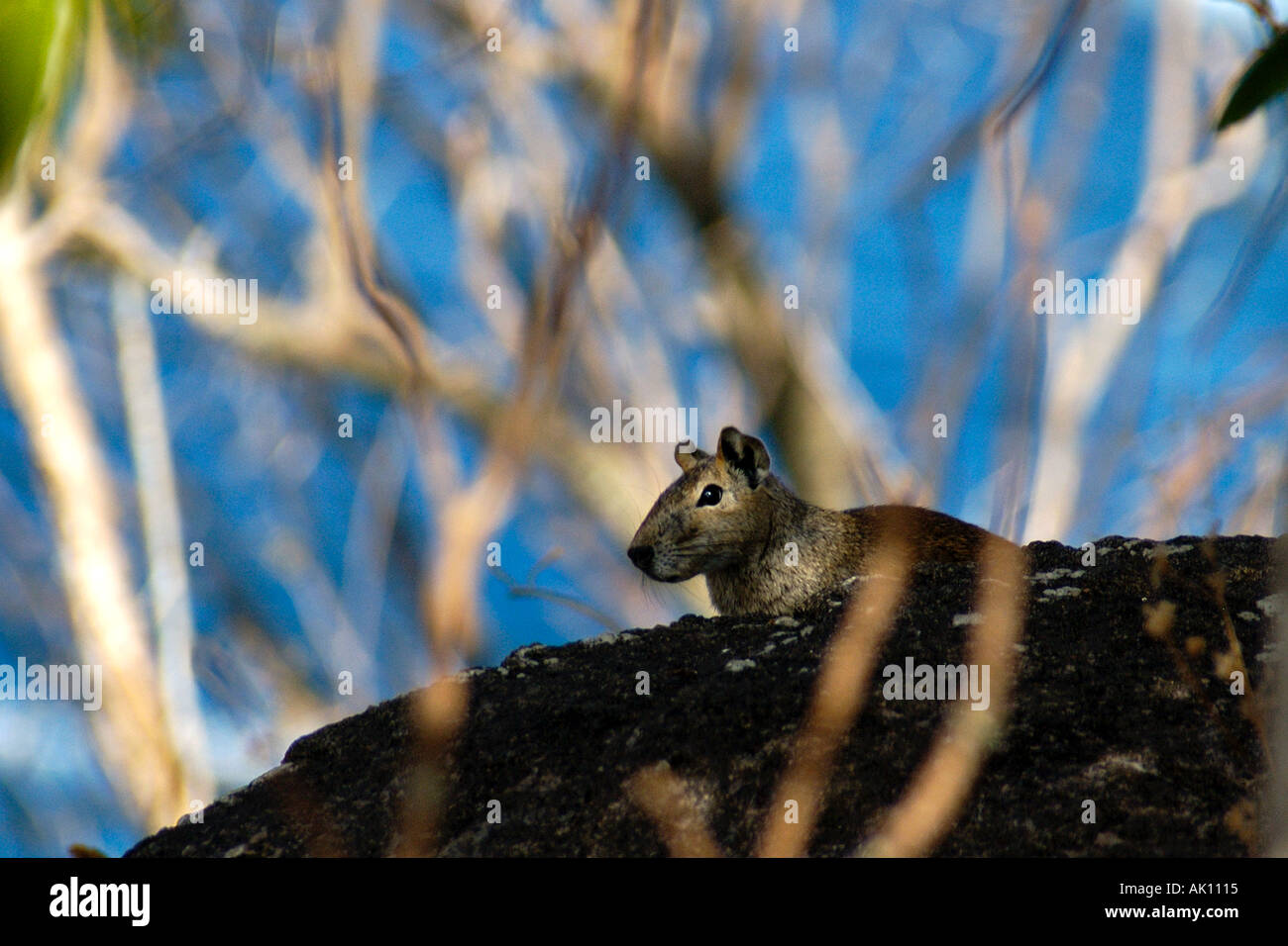 Rock cavy Kerodon rupestris Fernando de Noronha national marine ...