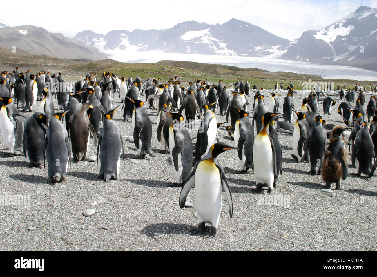 The largest King Penguin colony on the Antarctic Peninsular at St ...