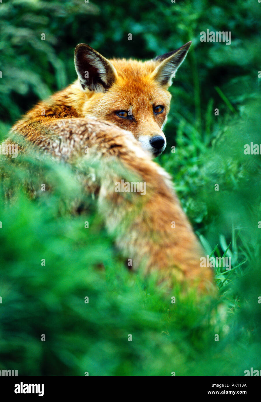 Red Fox looking back United Kingdom Stock Photo - Alamy