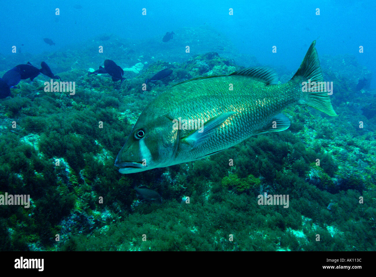 Dog snapper Lutjanus jocu Caieiras Fernando de Noronha national marine ...