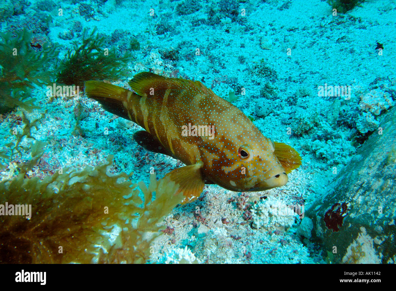 Cephalopholis fulva food hi-res stock photography and images - Alamy