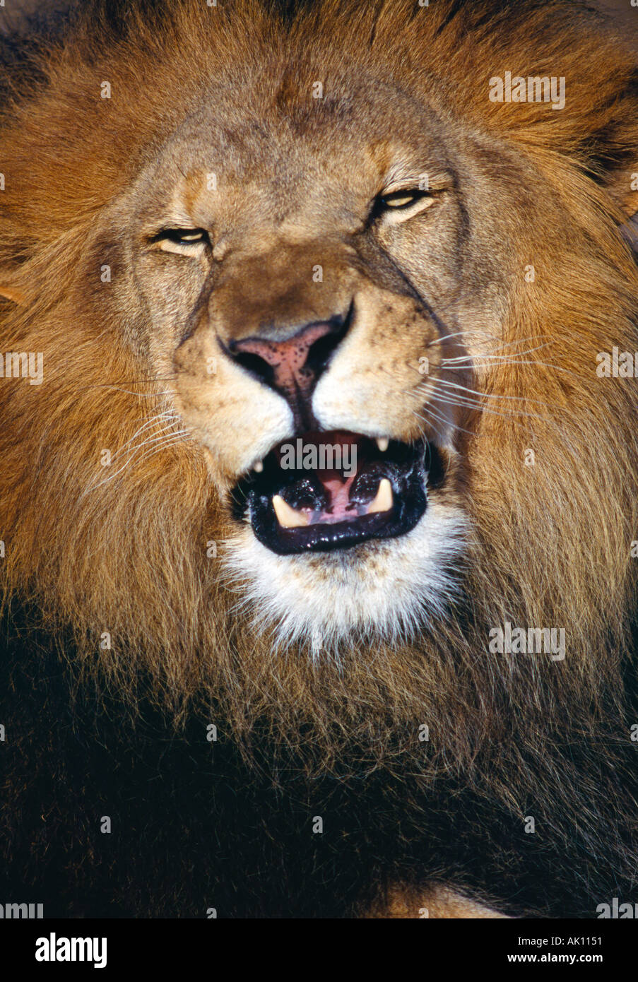 African Lion Full face Animal model Stock Photo - Alamy