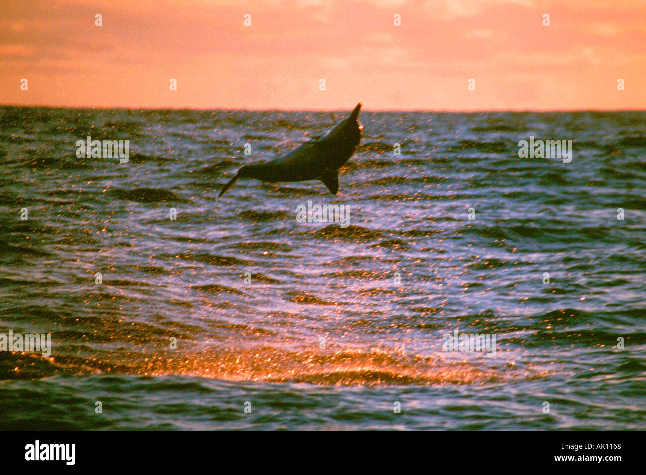 Spinner dolphin jumping sunset Stenella longirostris Big Island Hawaii ...
