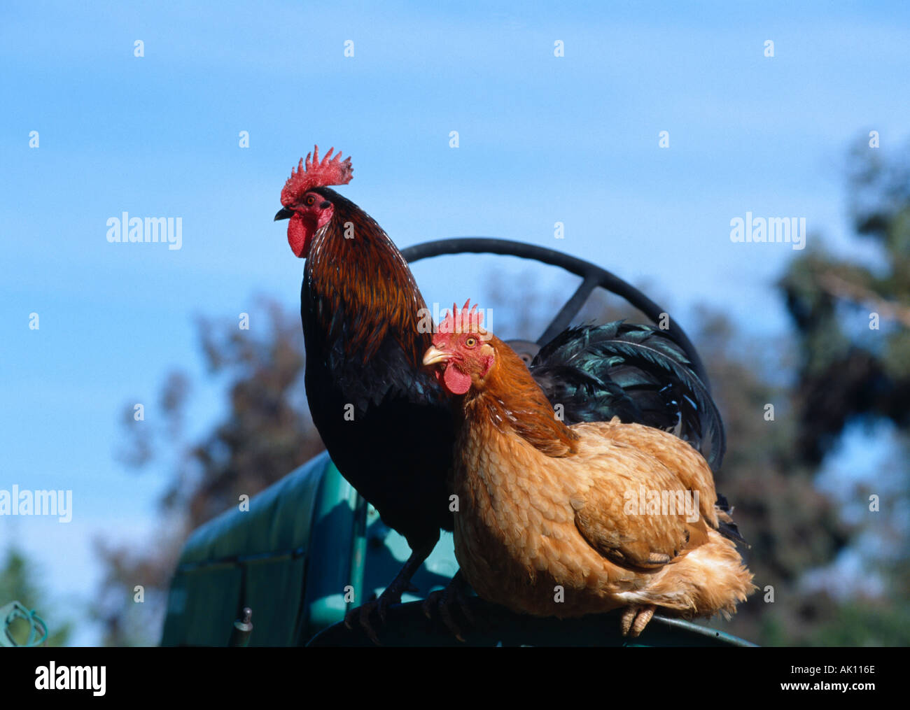 Black Breasted Red Old English Rooster and Hen Stock Photo - Alamy