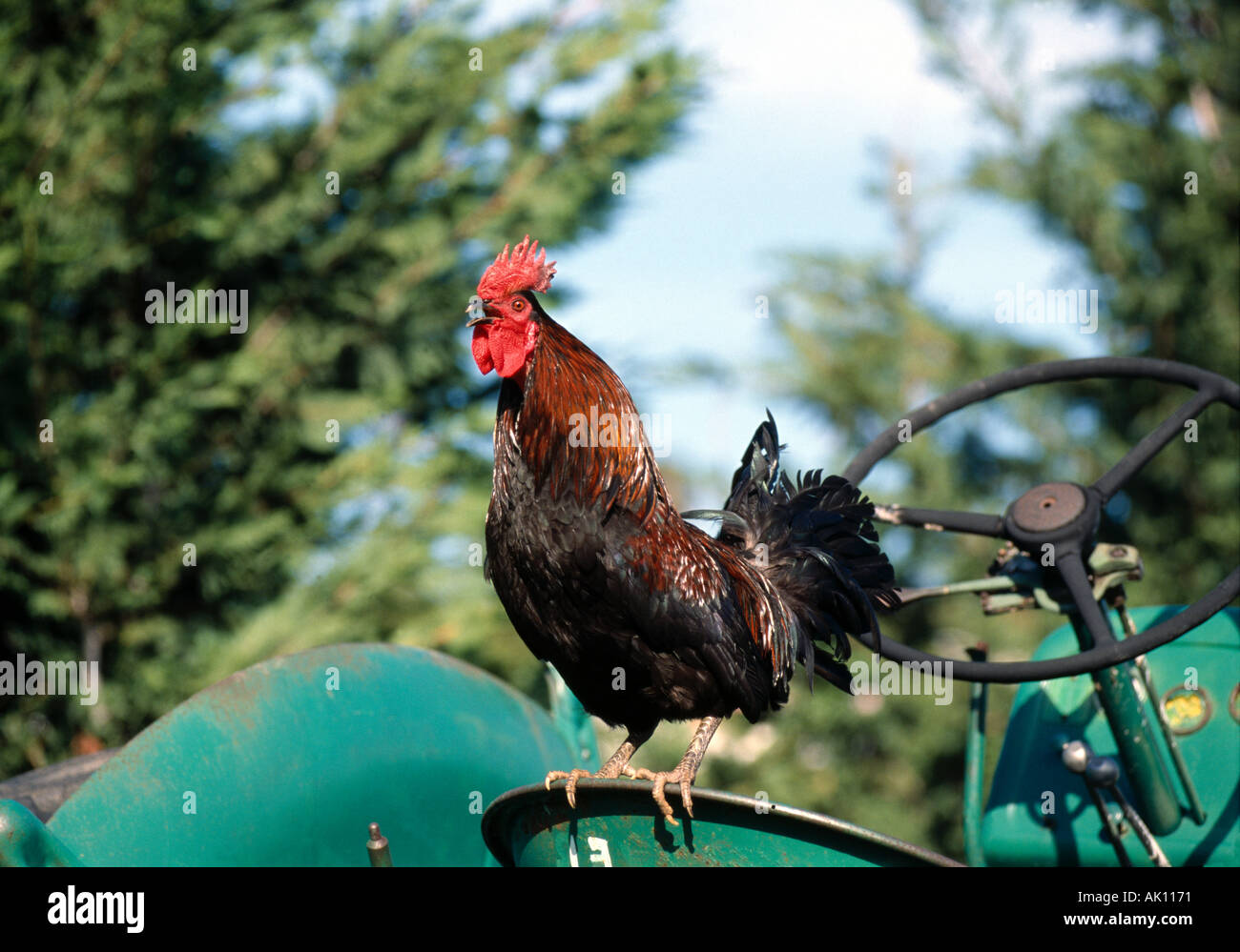 Black Breasted Red Old English Rooster Stock Photo - Alamy