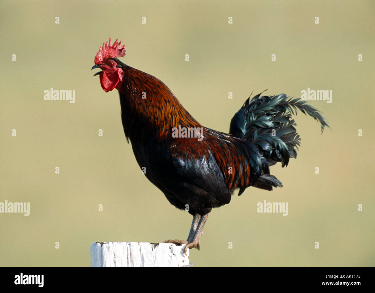Black Breasted Red Old English Rooster crowing Stock Photo - Alamy