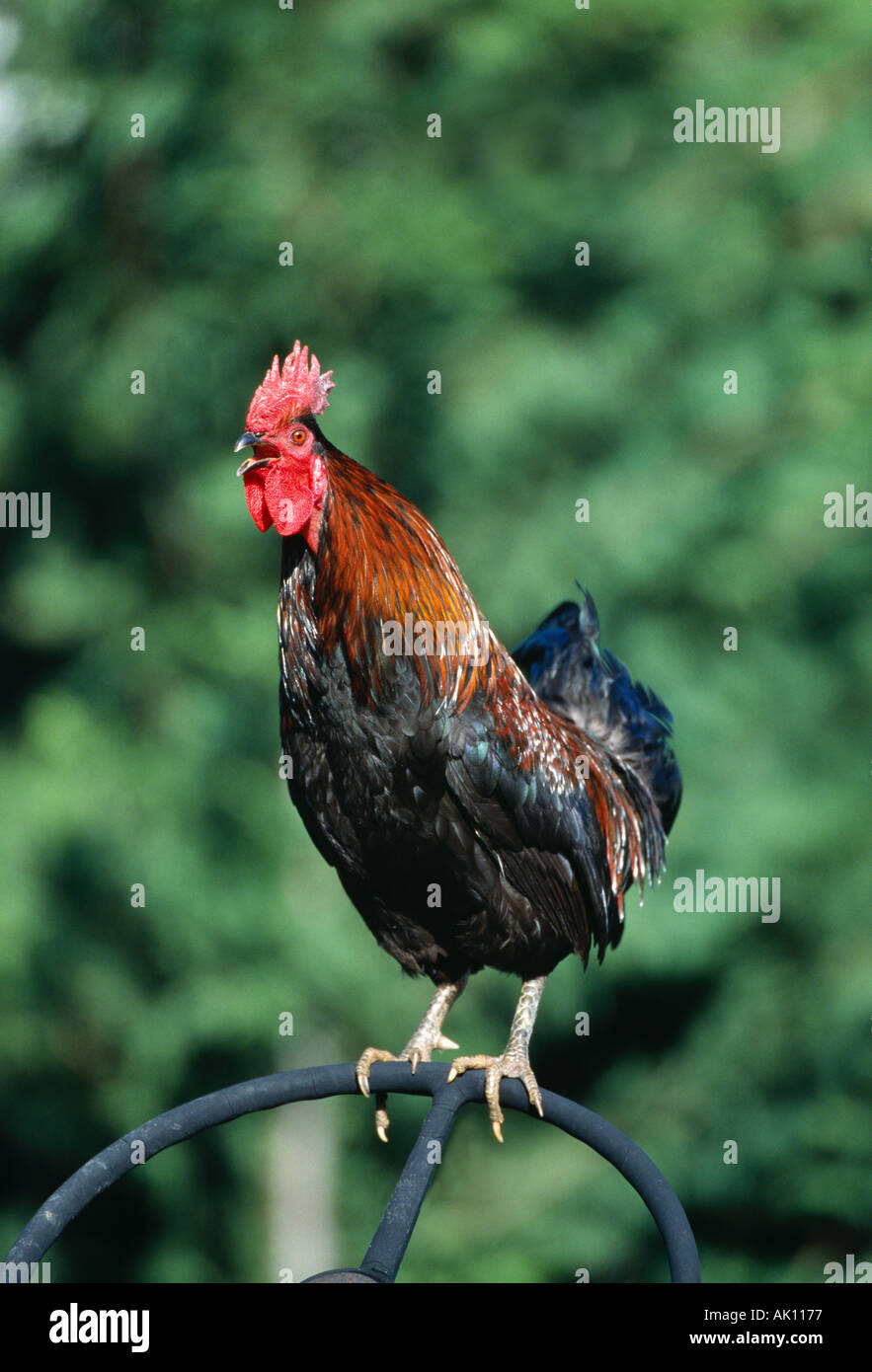 Black Breasted Red Old English Rooster Stock Photo - Alamy