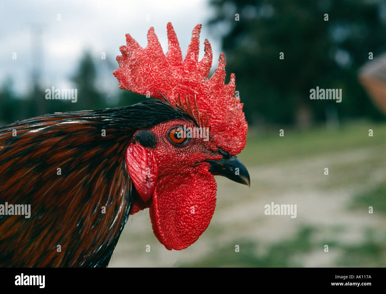Black Breasted Red Old English Rooster Stock Photo - Alamy