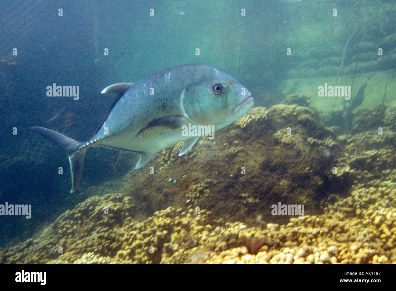 Giant trevally c Caranx ignobilis Kaneohe Oahu Hawaii N Pacific Stock ...