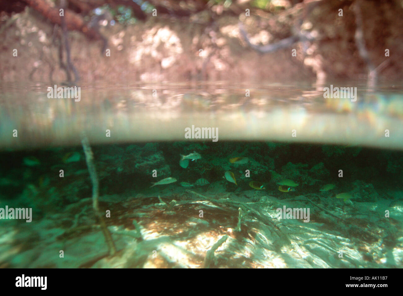 Reef fish next to mangrove at Rigeeshi Island Mili Marshall Islands N ...