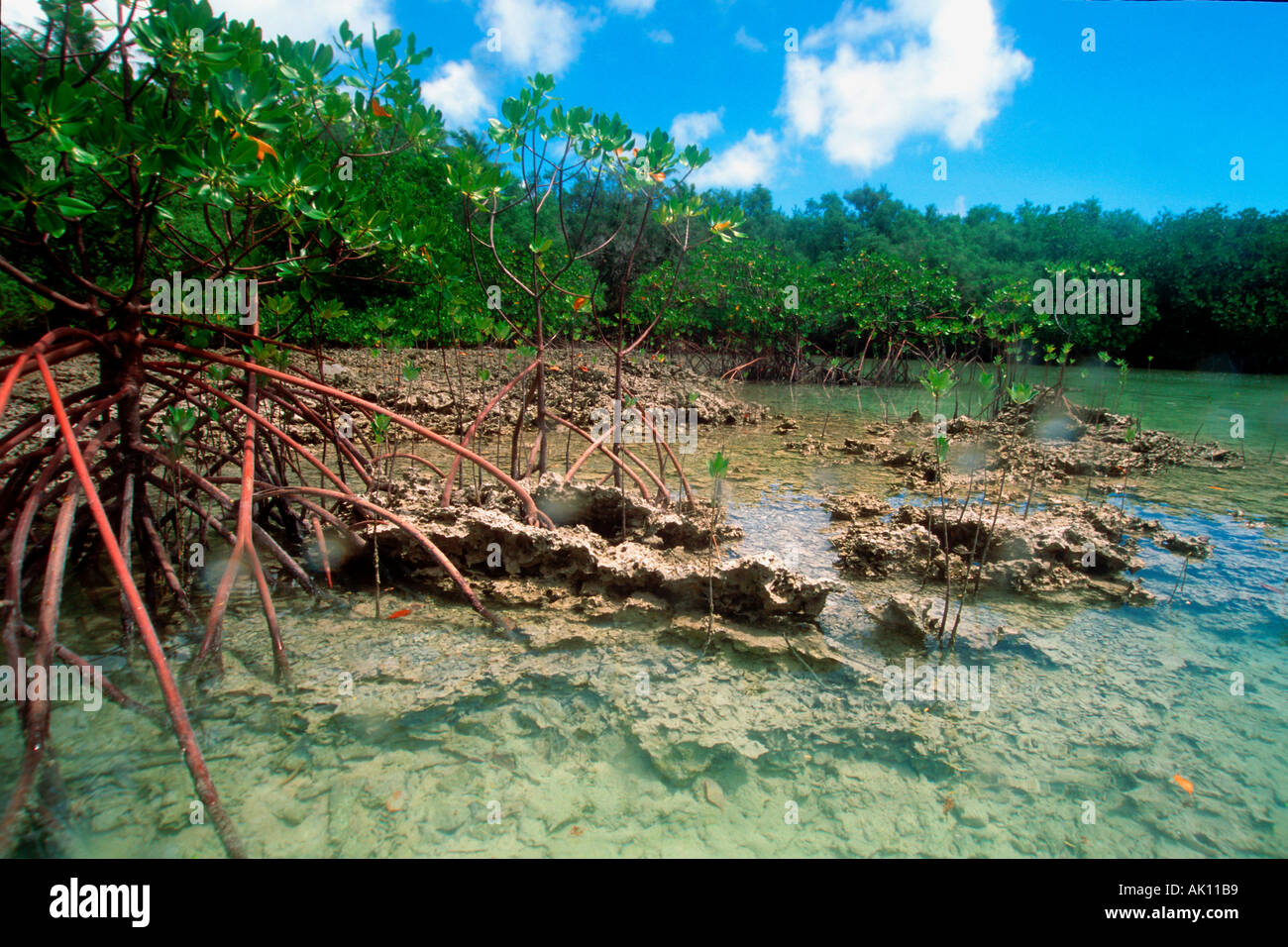 Mangrove on inner laggoon Rigeeshi Island Mili Marshall Islands N ...