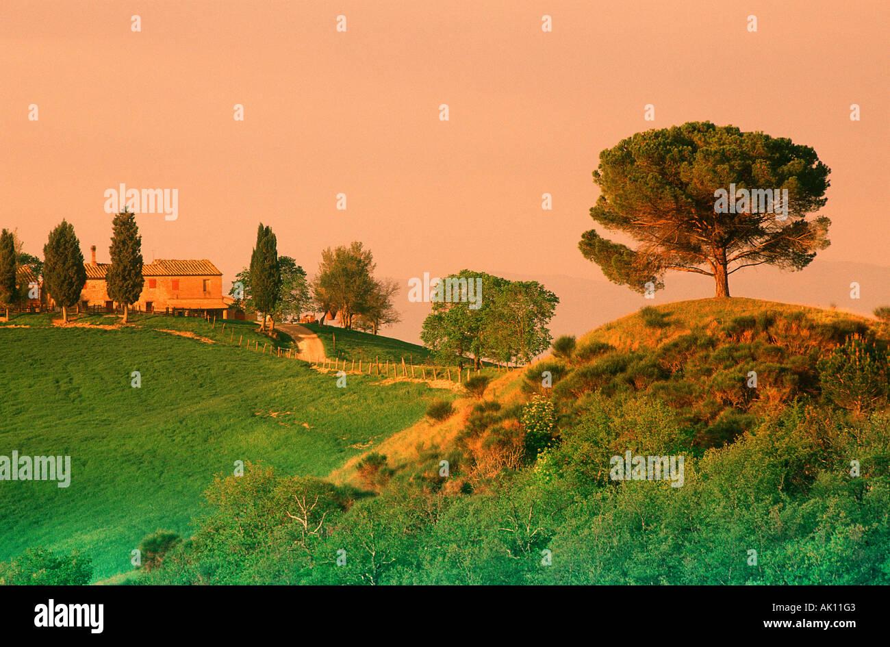 Cottage and Pine Tree Stock Photo - Alamy