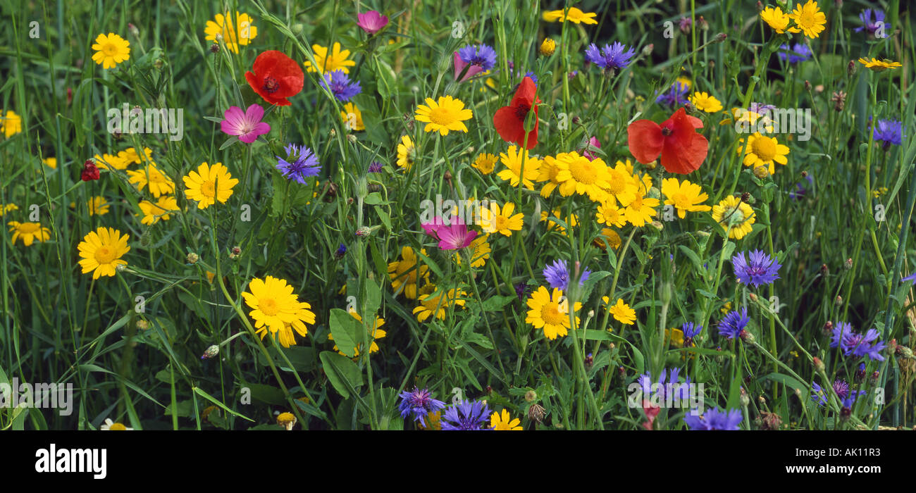 Wild flower garden Panorama. Corn Cockle Poppy Corn Marigold Cornflower ...