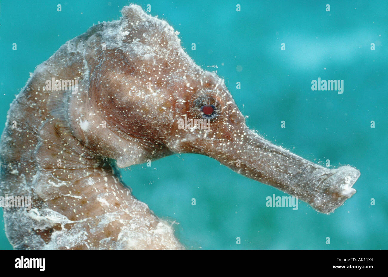 Red sea horse hi-res stock photography and images - Alamy