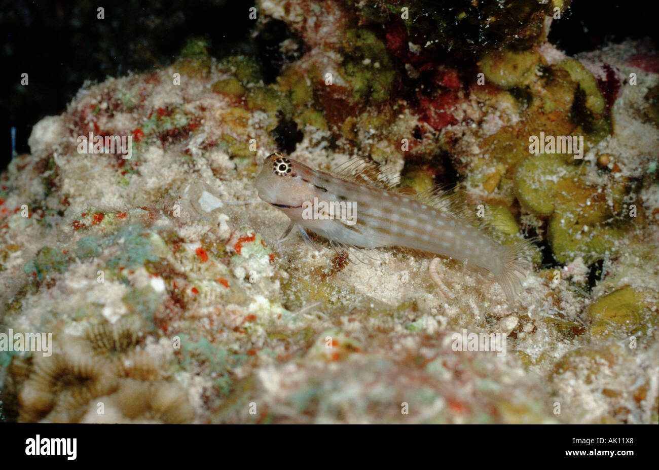 Red Sea Combtooth Blenny Stock Photo - Alamy