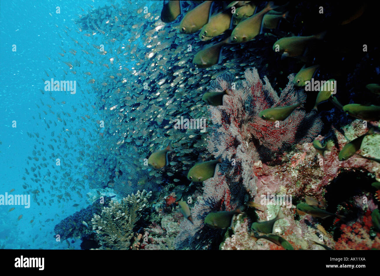 Vanikoro High Resolution Stock Photography and Images - Alamy