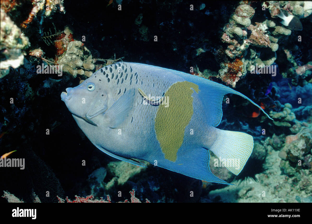 Moon angelfish hi-res stock photography and images - Alamy