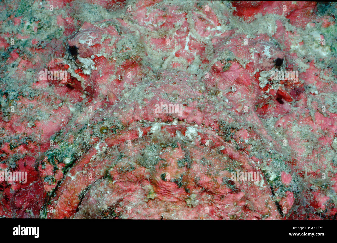 Red sea stonefish hi-res stock photography and images - Alamy