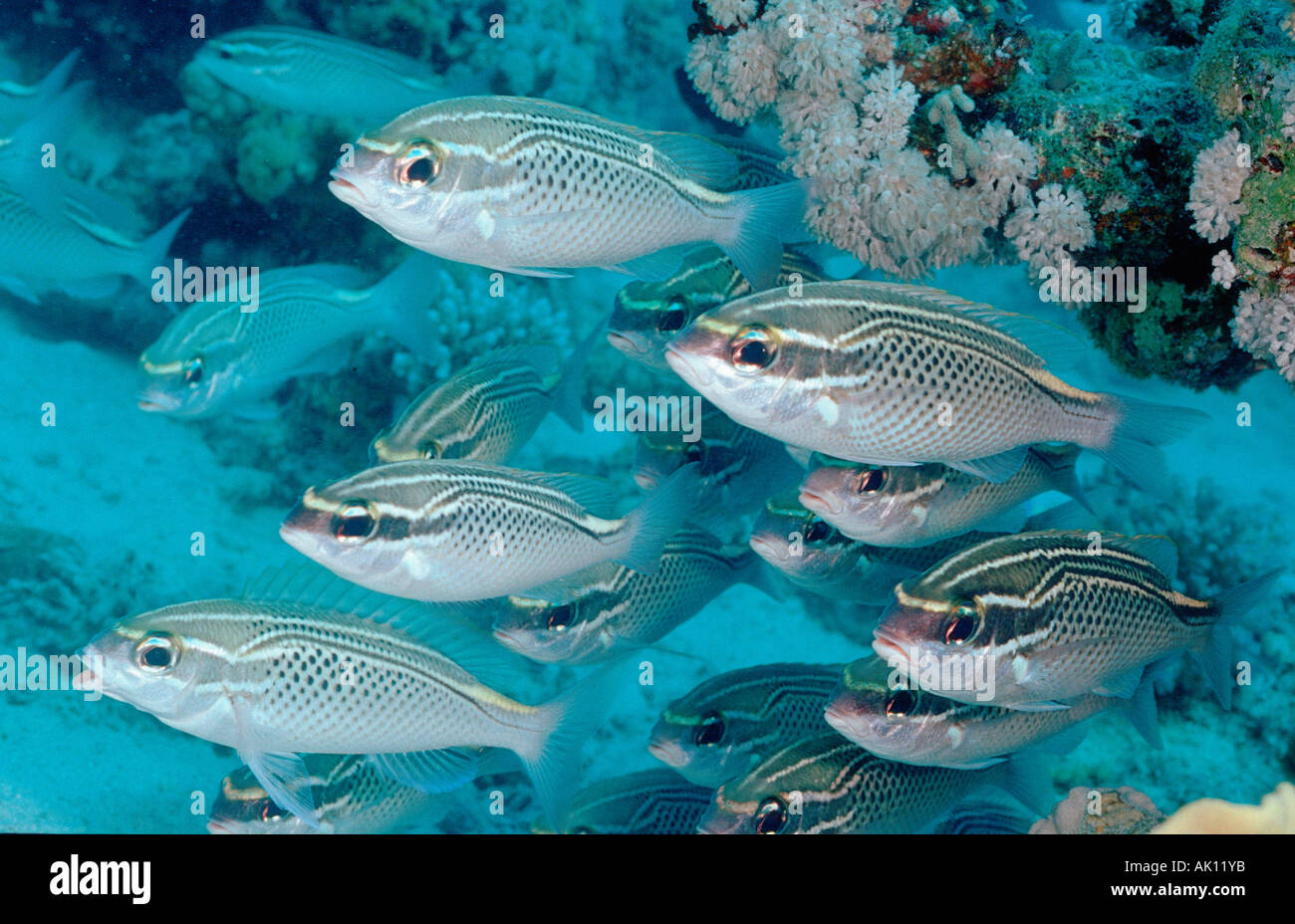 Arabian Monocle Bream Stock Photo - Alamy