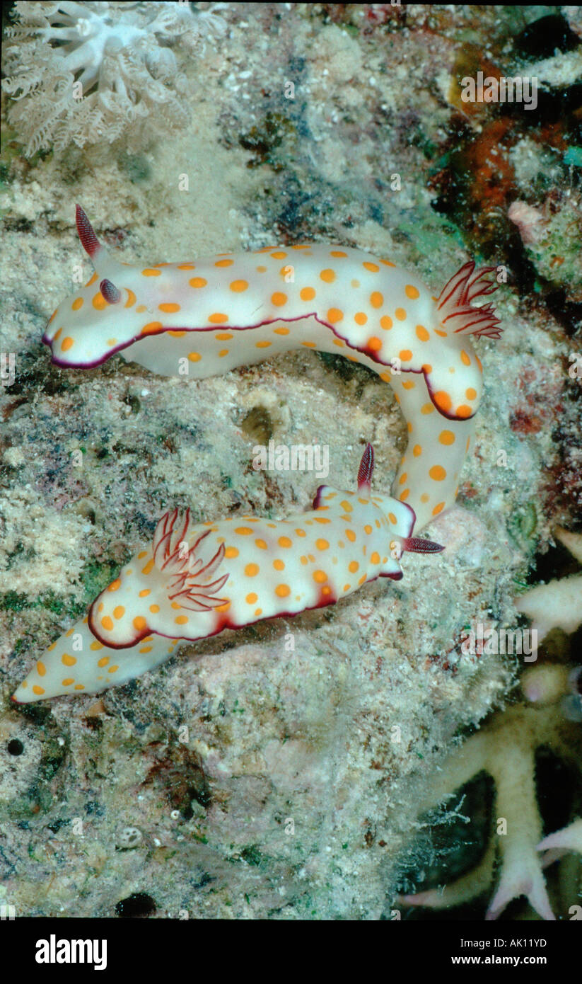 Yellow-dotted Sea Slug Stock Photo - Alamy