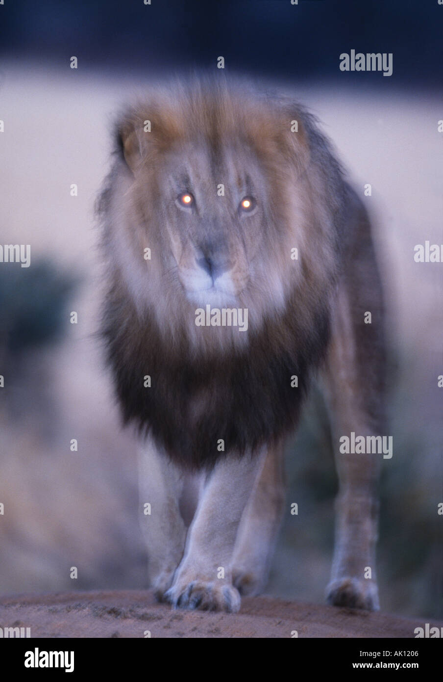 Male African Lion Namibia Blurred effect Stock Photo - Alamy