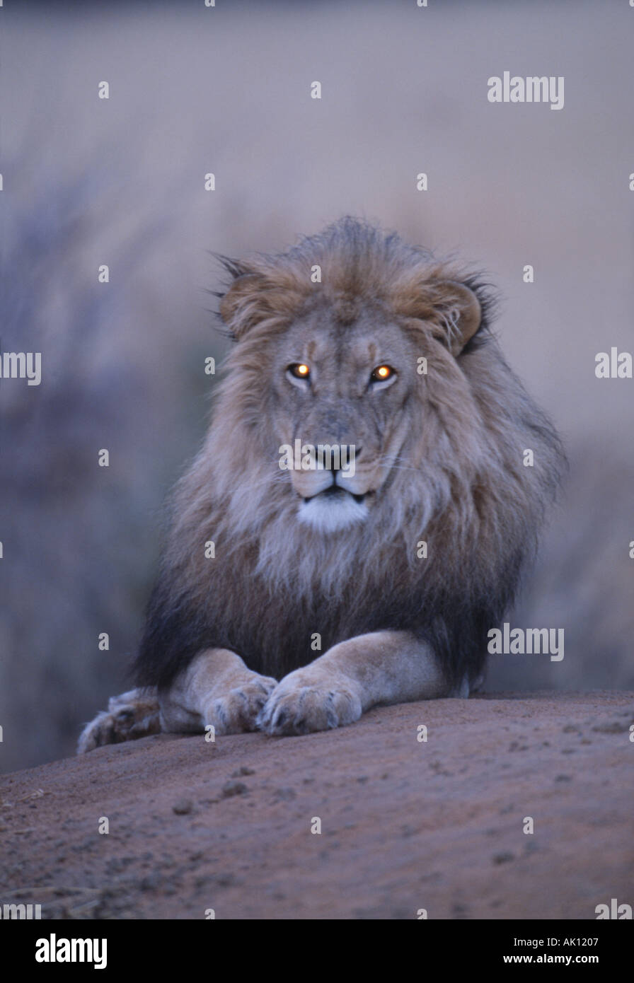 Lion menace hi-res stock photography and images - Alamy