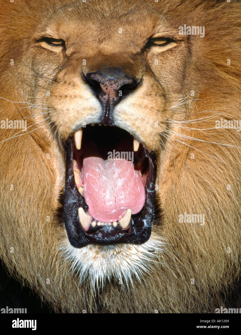 Roaring lion hi-res stock photography and images - Alamy