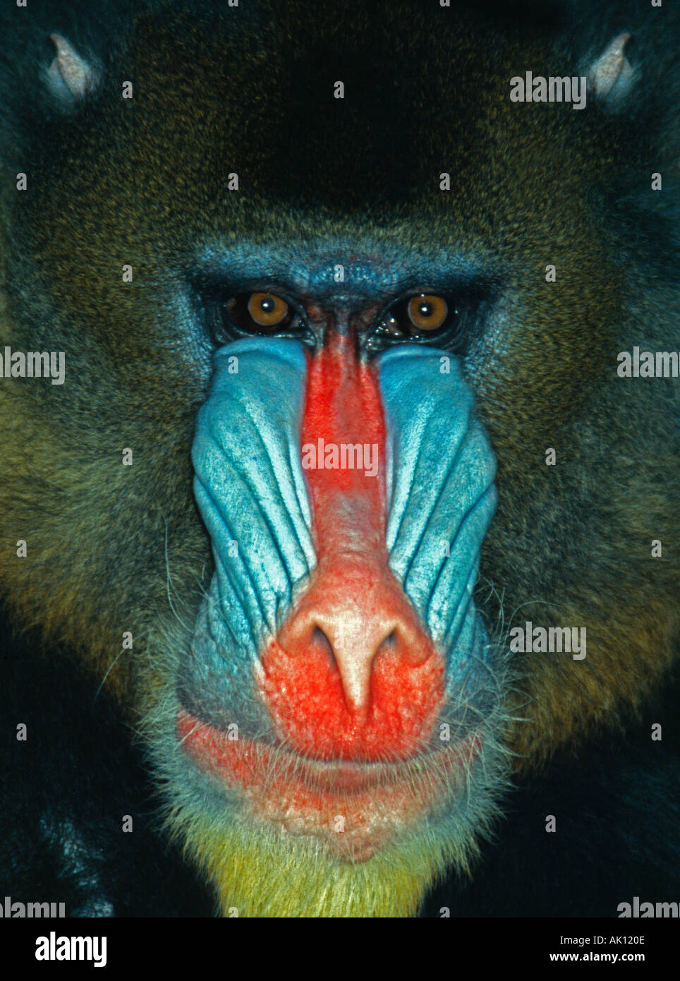 Male Mandrill Headshot Captive Stock Photo - Alamy