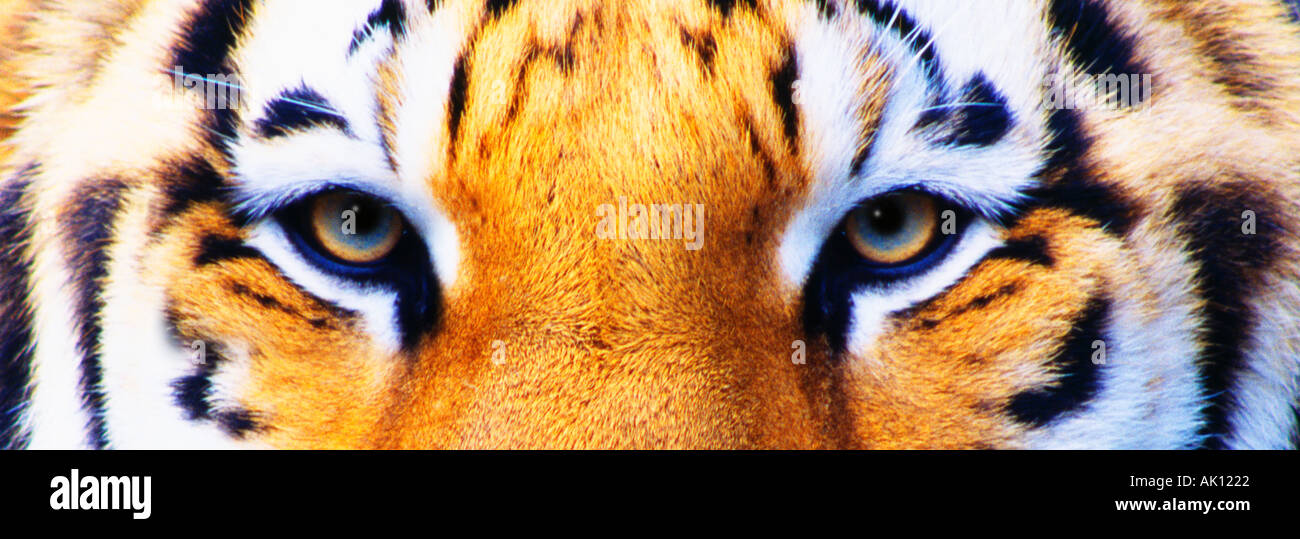 Siberian Tiger Eyes Captive Stock Photo - Alamy