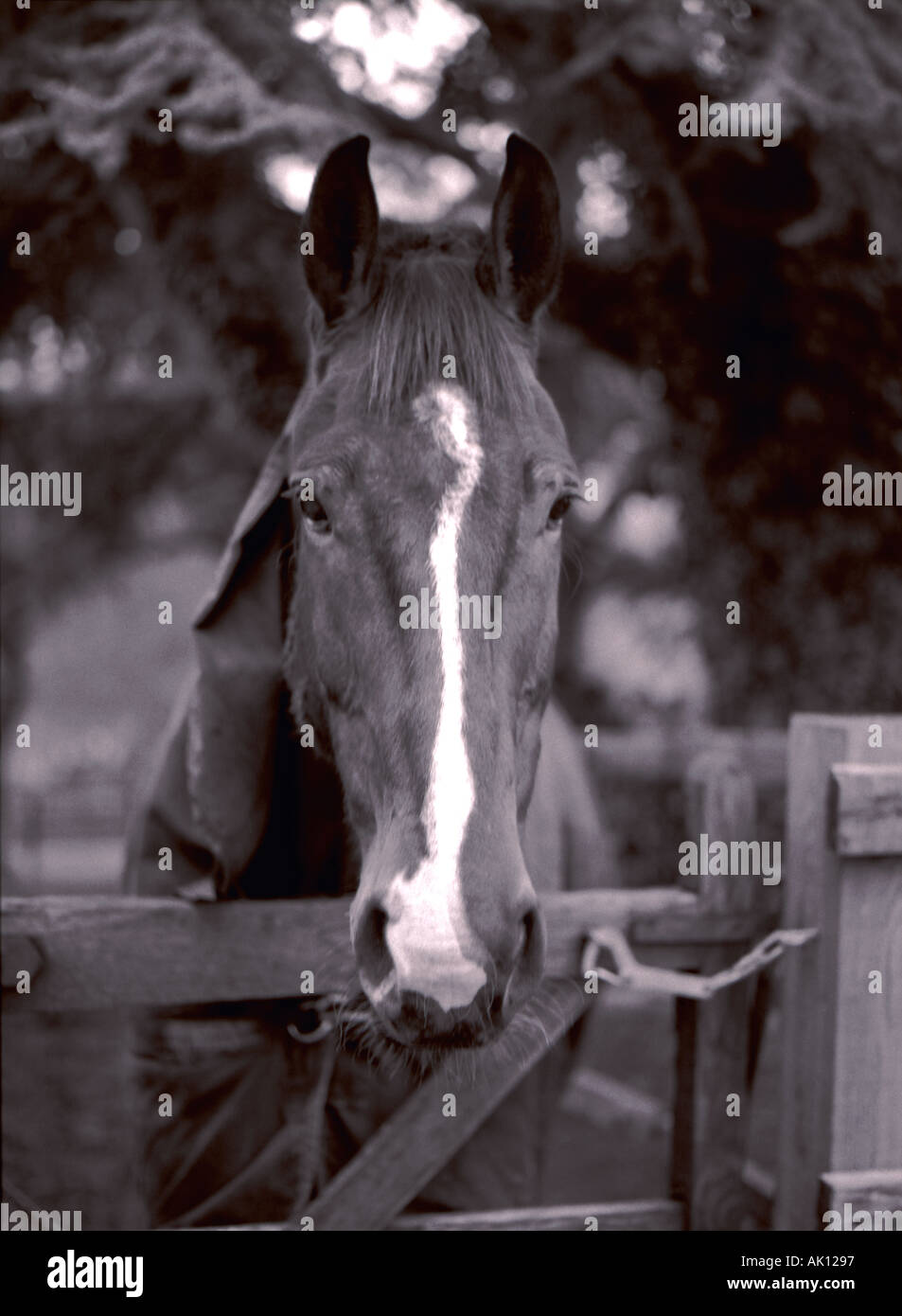 Horse looking over gate hi-res stock photography and images - Alamy