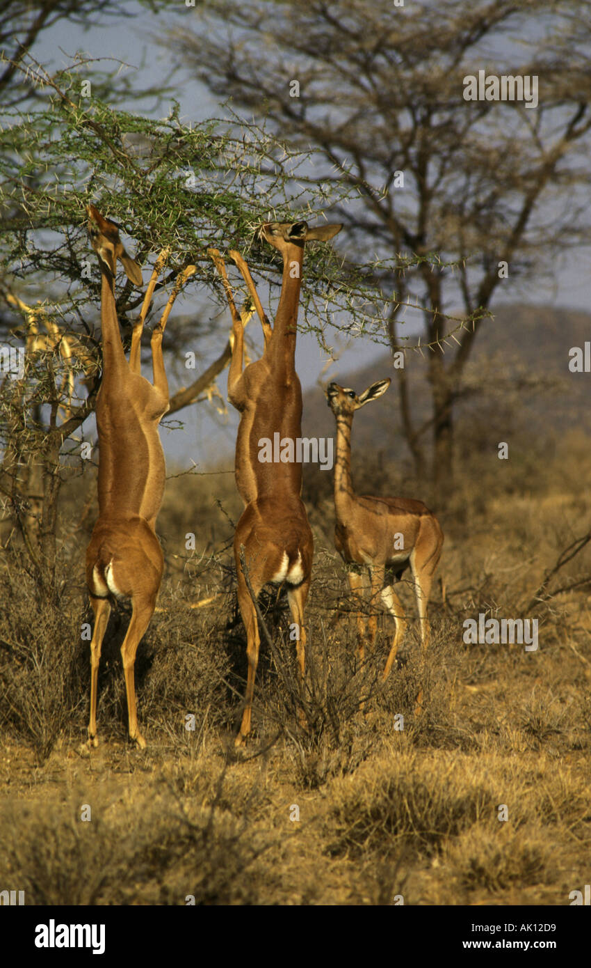 Hind feet feeding hi-res stock photography and images - Alamy