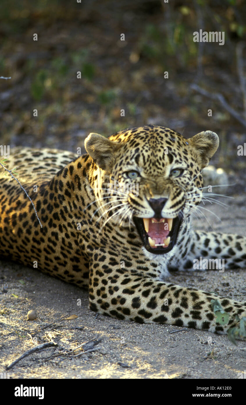 African leopard snarling hi-res stock photography and images - Alamy