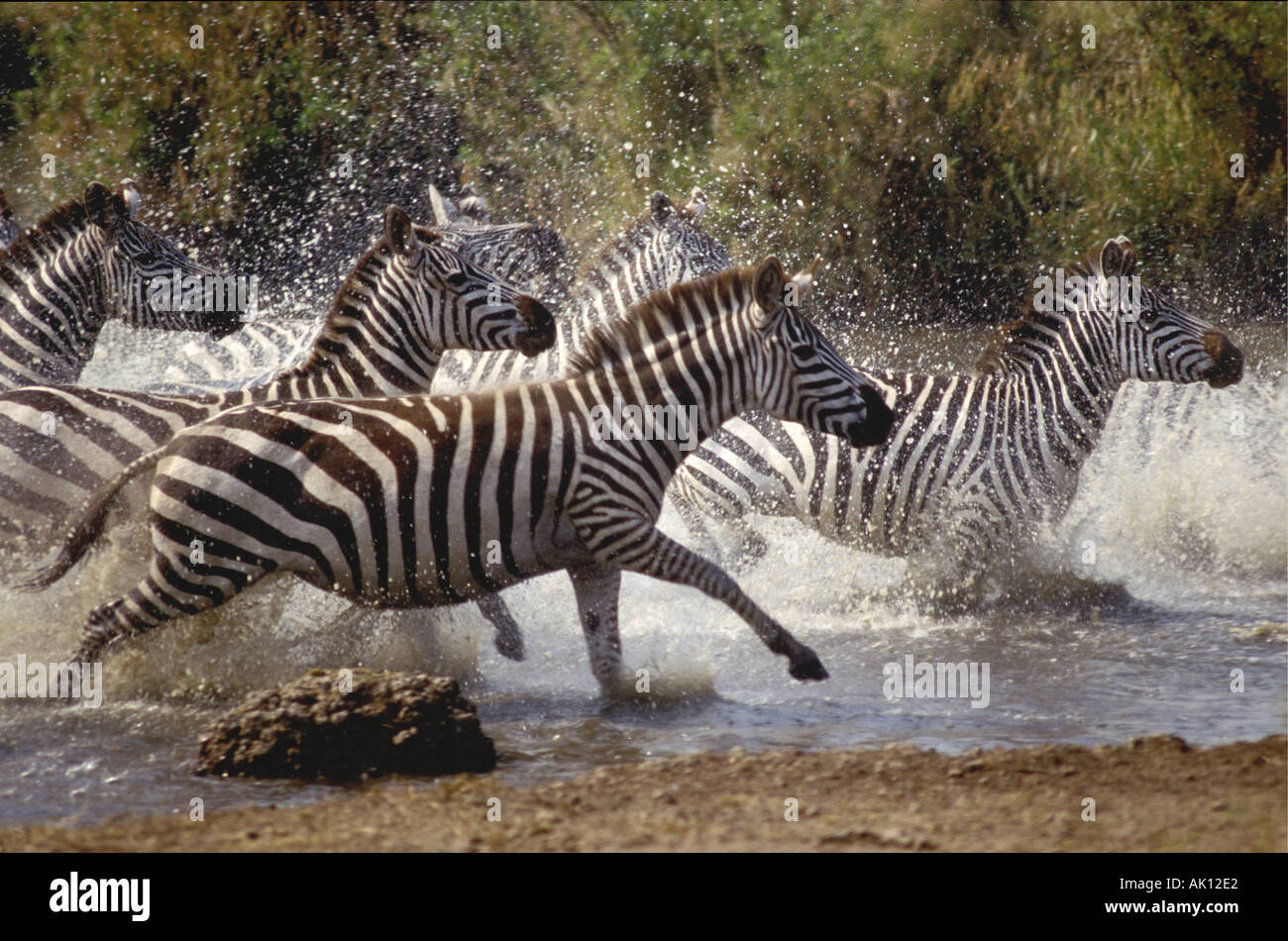 Common zebra galloping out of river Stock Photo - Alamy
