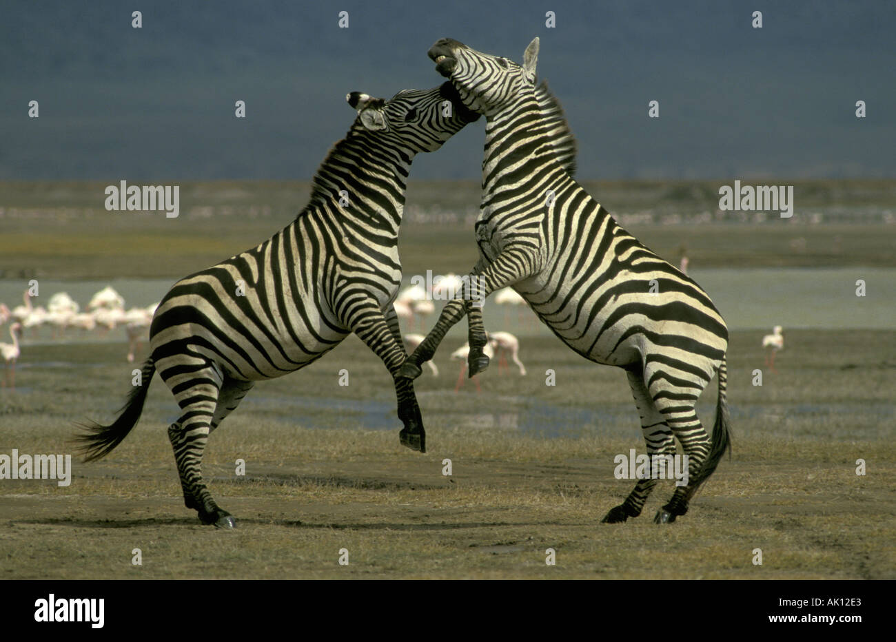 Common zebra fighting Ngorongoro crater northern Tanzania East Africa ...