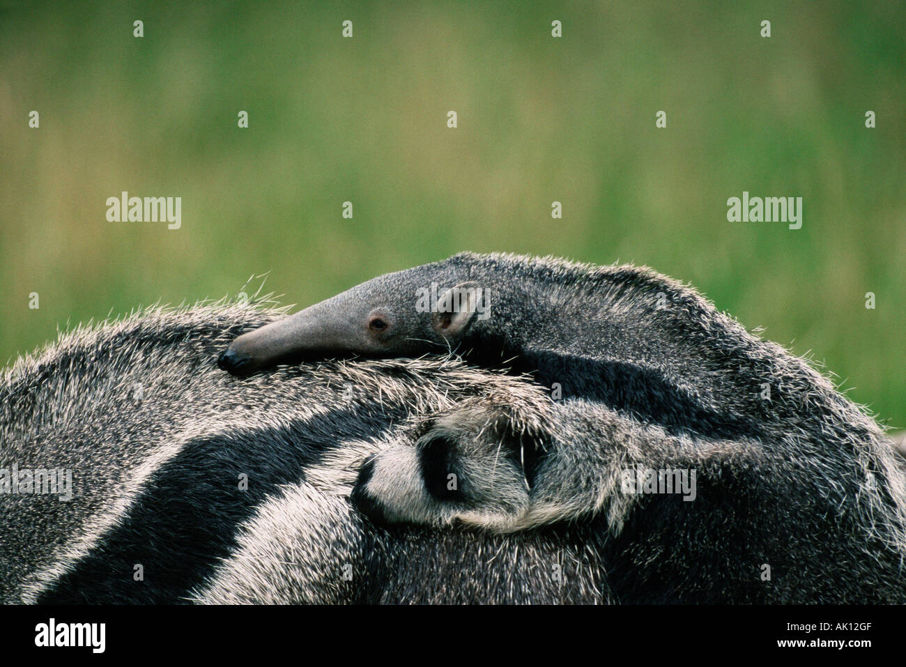 Young giant anteater hi-res stock photography and images - Alamy