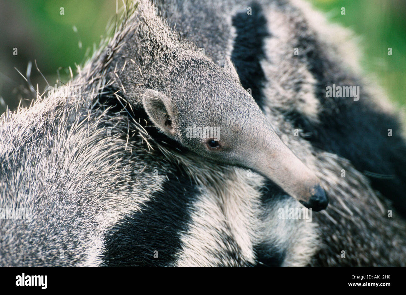 Young giant anteater hi-res stock photography and images - Alamy