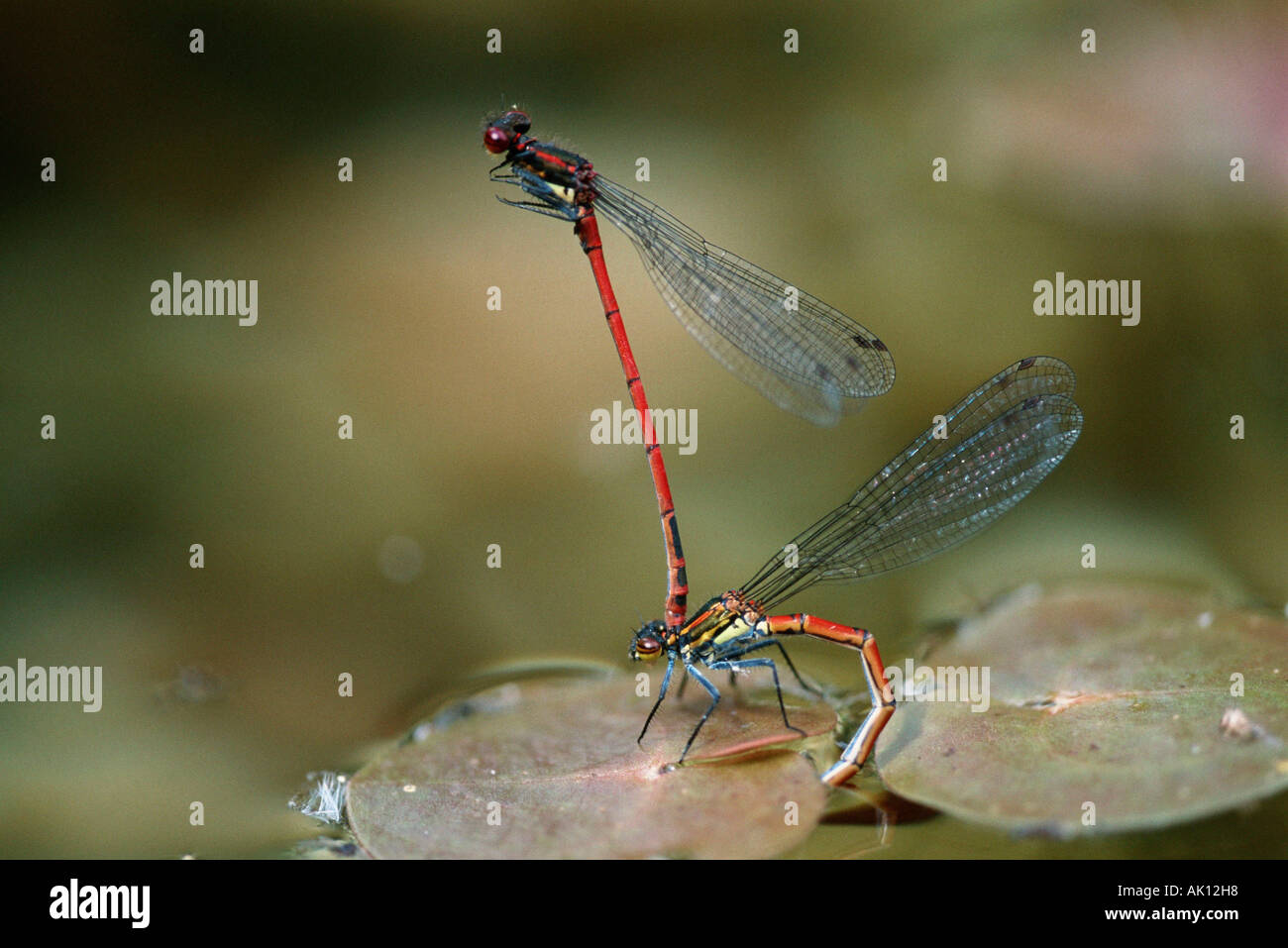 Pair of large red damselflies hi-res stock photography and images - Alamy
