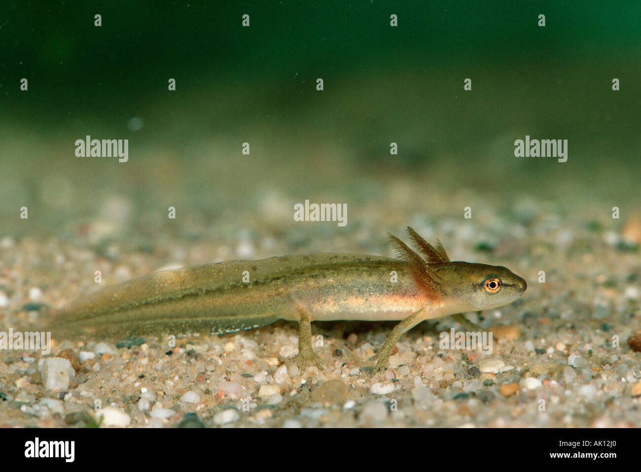 Young newts hi-res stock photography and images - Alamy