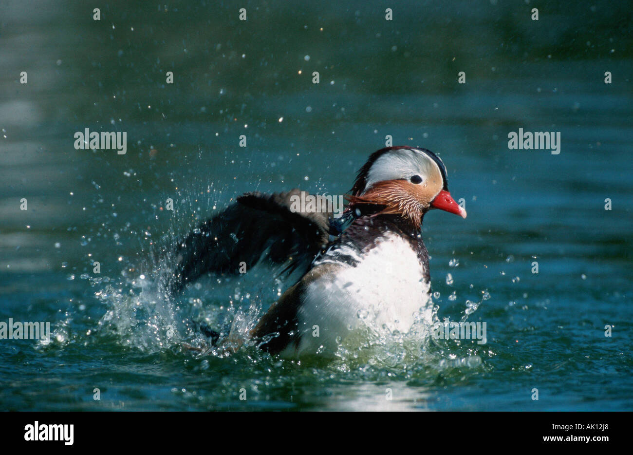 Mandarin duck bathing hi-res stock photography and images - Alamy